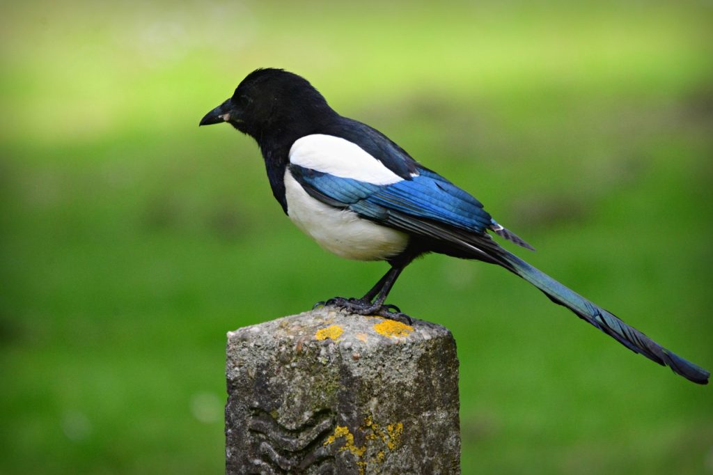 Come allontanare le gazze
