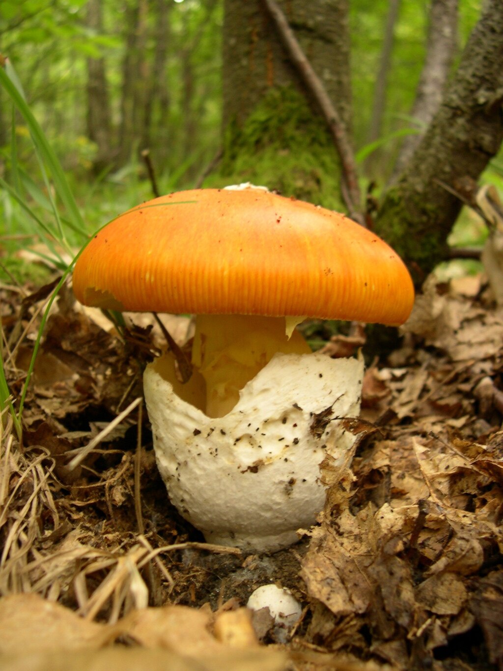 Come Conservare i Funghi Ovuli